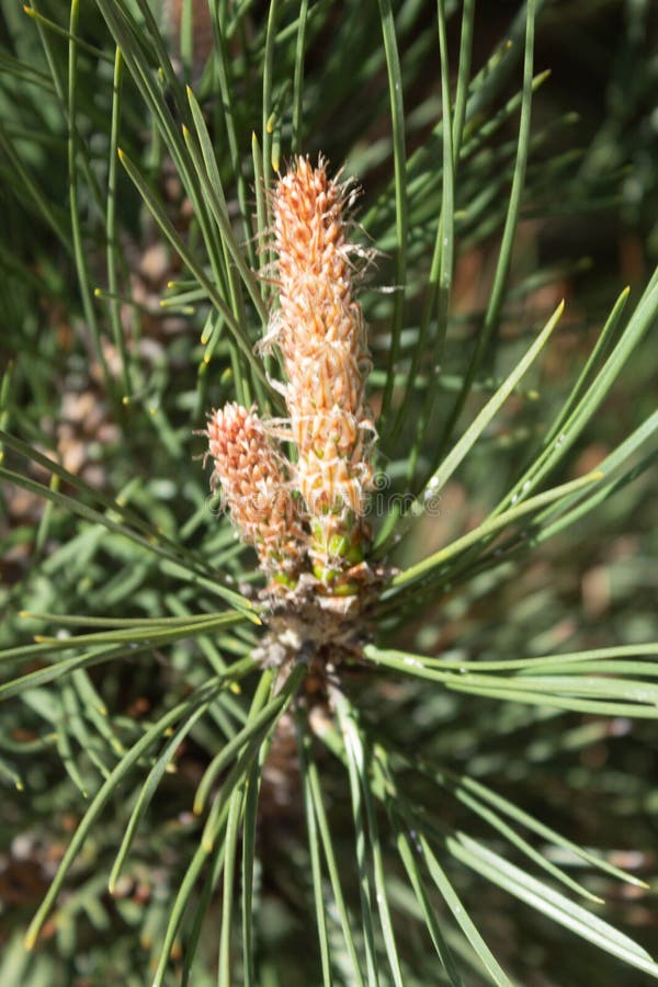 Young Inflorescence on a Pine Branch in the Spring Stock Photo - Image ...