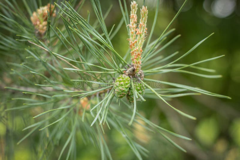 Young Inflorescence on a Pine Branch in the Spring Stock Photo - Image ...