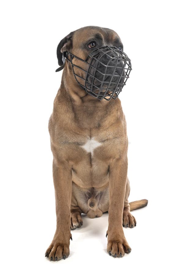 Angry Mastiff Photos - Free & Royalty-Free Stock Photos from Dreamstime