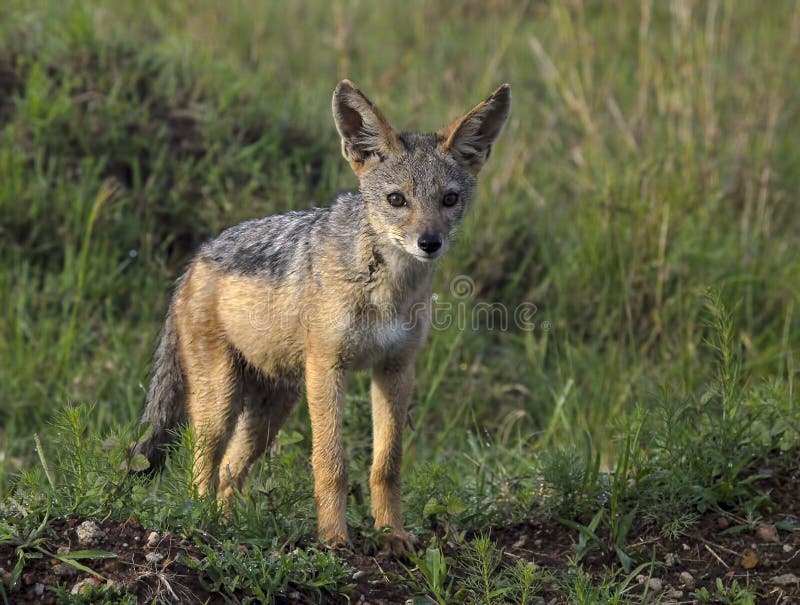 The Eyes of the Black-backed Jackal Stock Photo - Image of alert ...