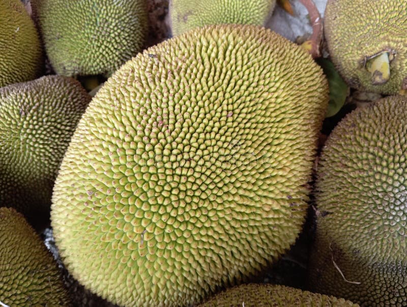 Young Jackfruit is Green and Has Rough, Spiny Skin. Stock Image - Image of green, young: 341886029