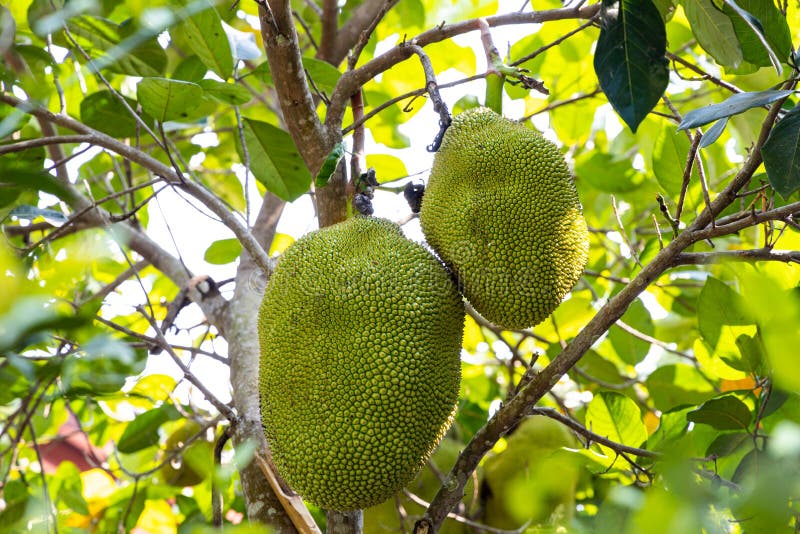 Young Jackfruit Growing on the Tree Stock Image - Image of tree, nature ...