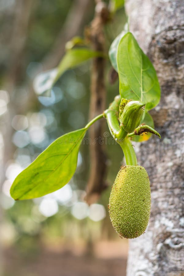 Jackfruit Tree Sapling Stock Photos - Free & Royalty-Free Stock Photos ...