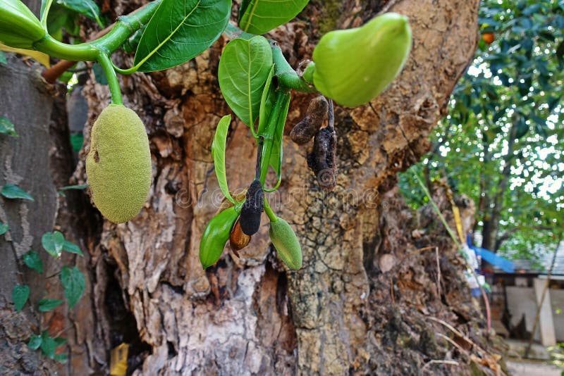 Young Jackfruit Infested by Fung, Plant Disease Stock Image - Image of ...
