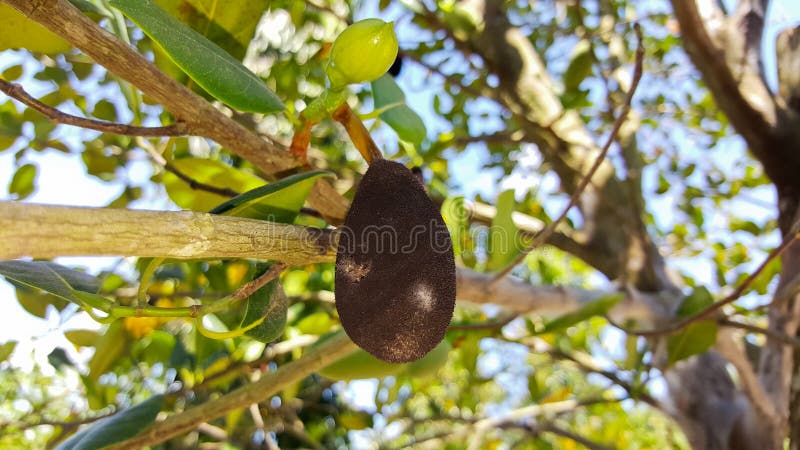 Jackfruit Rhizopus Rot Stock Photos - Free & Royalty-Free Stock Photos ...