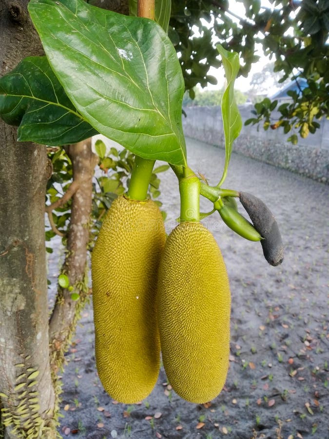 Young Jackfruit is Not Ripe Stock Photo - Image of tree, plant: 265084198