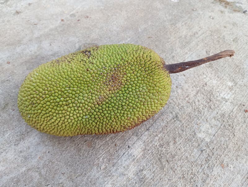 Young Jackfruit is Slightly Brown and Wilted Stock Image - Image of ...