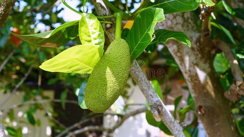 Jackfruit Small Medium and Large Stock Photo - Image of jungle ...