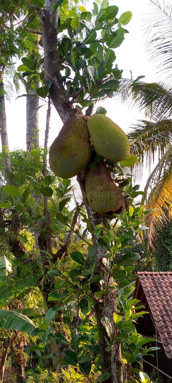 Young Jackfruit Still Hanging on the Tree Stock Image - Image of young, jackfruit: 393840457
