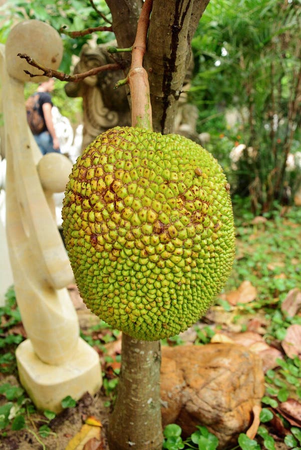 1,596 Big Jackfruit Tree Stock Photos - Free & Royalty-Free Stock ...