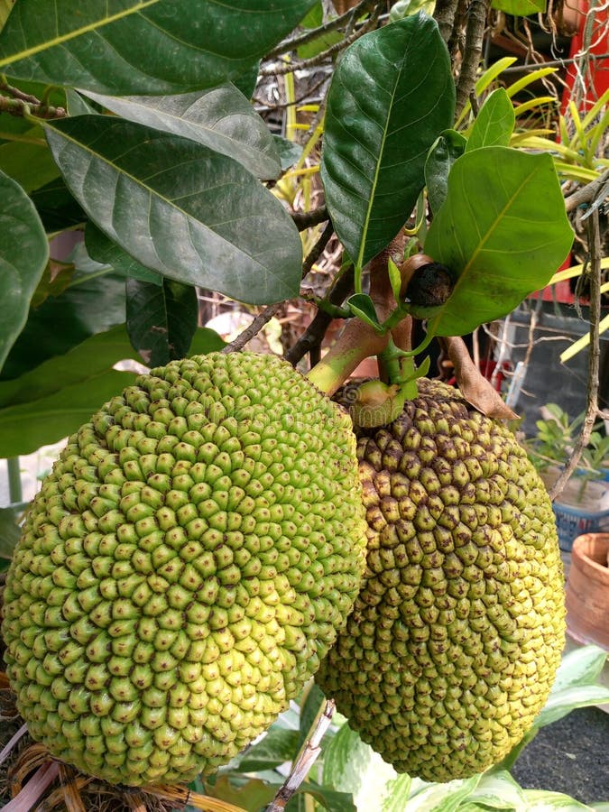 Young Jackfruit Tree Fruit Growing Side by Side Stock Photo - Image of ...