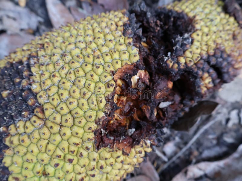 Young Jackfruit on the Jackfruit Tree Tropical Fruit Stock Image ...