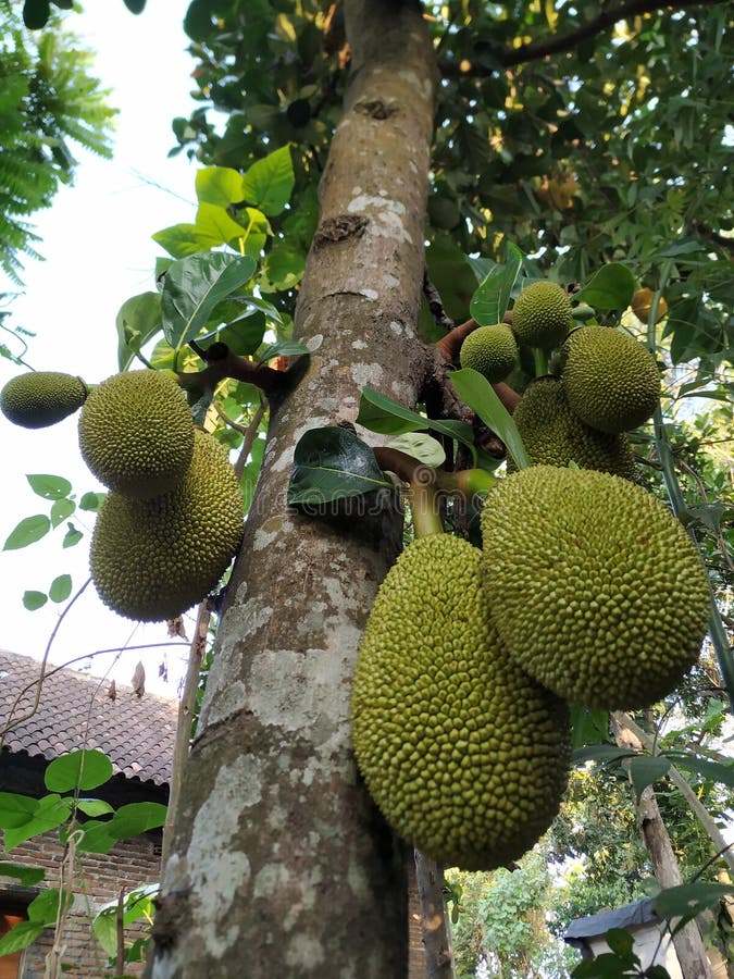 Young Jackfruit on Trees in Tropical Fruit Gardens in Indonesia Stock ...