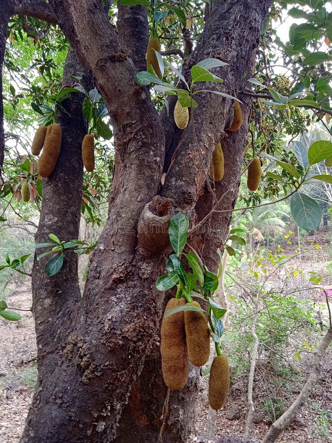 Young Jackfruits Hanging on the Jack Tree. Stock Image - Image of ...