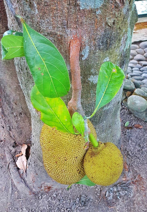 Young Jackfruits on the Tree in the Garden in Java, Indonesia Stock ...