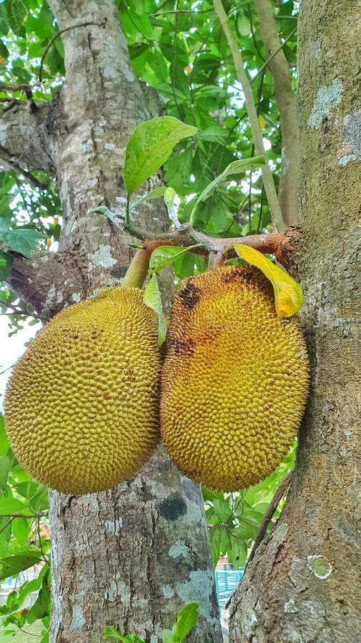 Young Jackfruits on the Tree in the Garden in Java, Indonesia Stock ...
