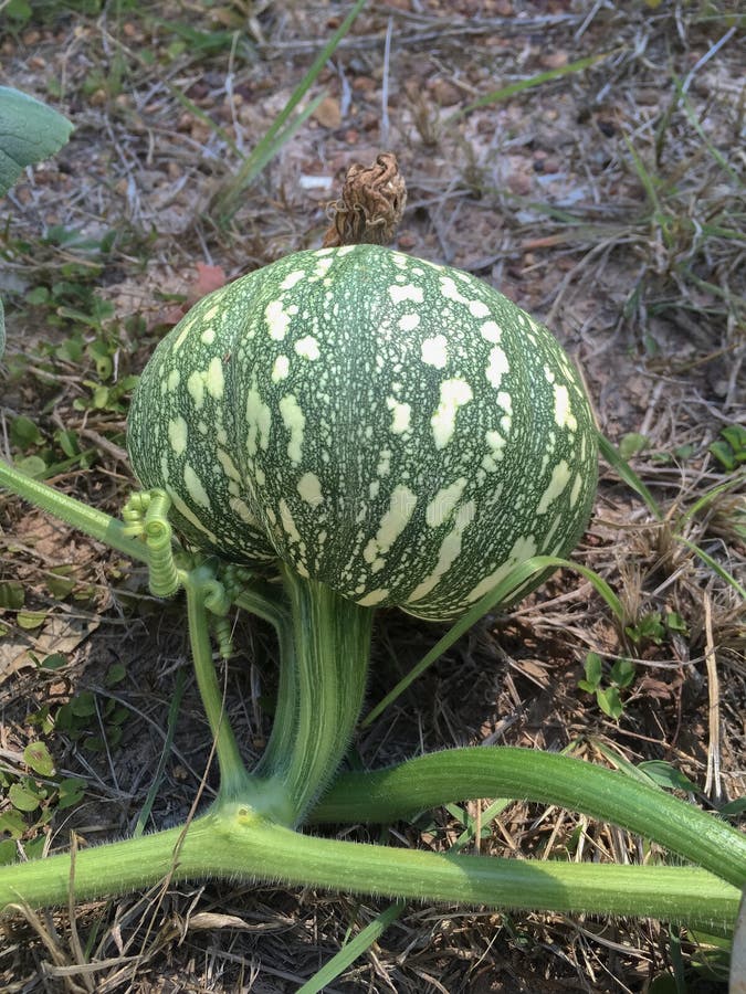 Young pumpkin on the vine stock image. Image of grey - 158415141