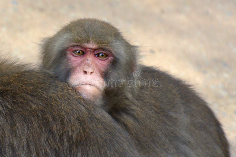 Young Japanese Macaque Primate Snow Monkey Stock Image - Image of relax ...