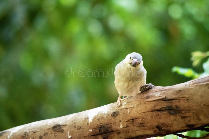 This is a Young Java Sparrow Stock Photo - Image of feathers, beak ...