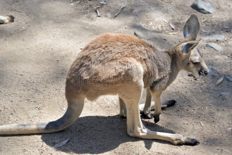This is a Side View of a Joey Red Kangaroo Stock Photo - Image of ...