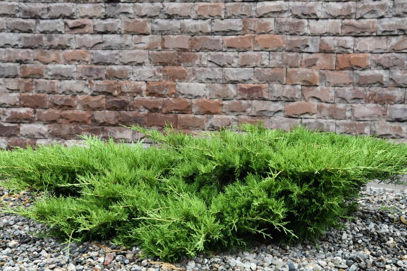 Young Juniper Bush. Landscape Design. the Design of Flowerbeds Stock ...