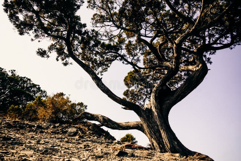 Juniper tree stock photo. Image of park, hill, coast - 173403396
