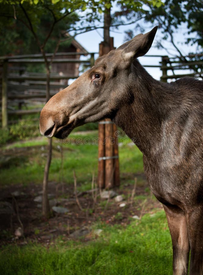 Young juvenile moose stock image. Image of mammal, hooves - 28668143