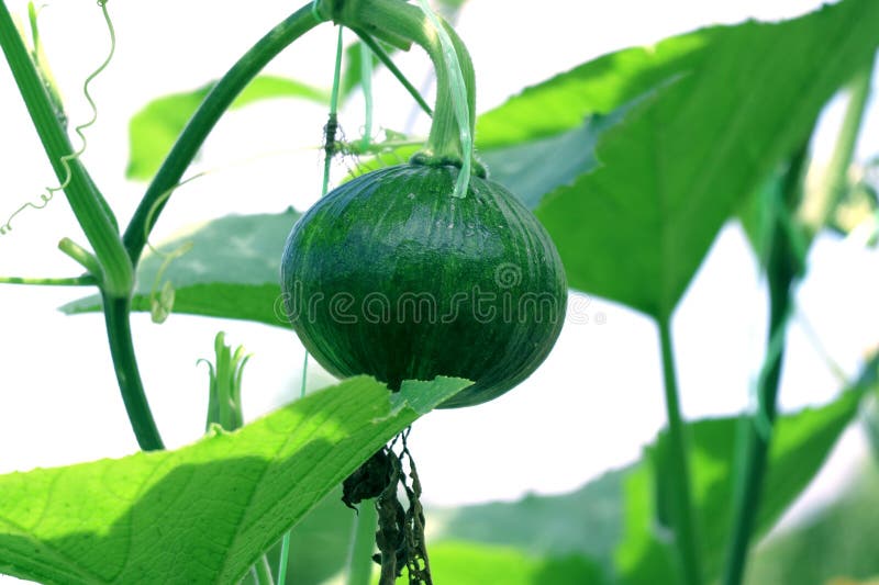 Young Kabocha Fruit at Daytime Stock Image - Image of young, kabocha ...