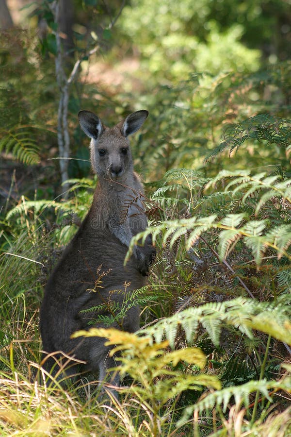 Young Kangaroo stock photo. Image of animal, australia - 4891190