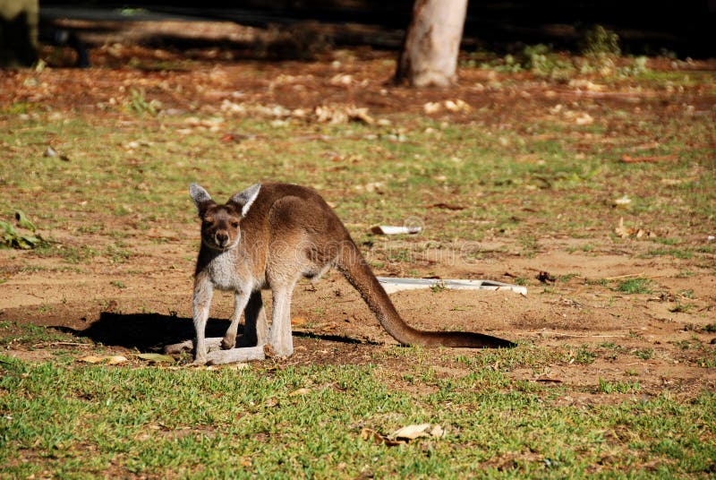 Young kangaroo stock photo. Image of long, kangaroo, wild - 6979516