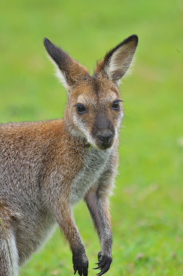 Kangaroo Cousin Stock Photos - Free & Royalty-Free Stock Photos from ...