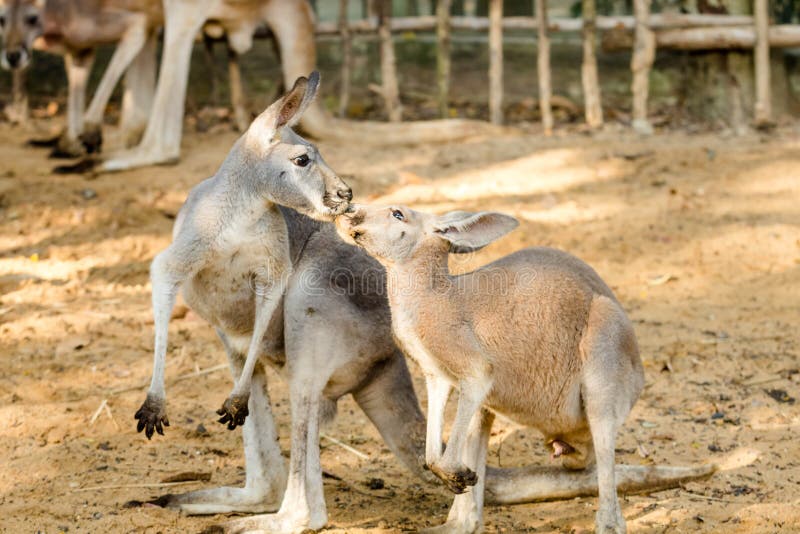Young Kangaroo stock image. Image of nature, australia - 70427339