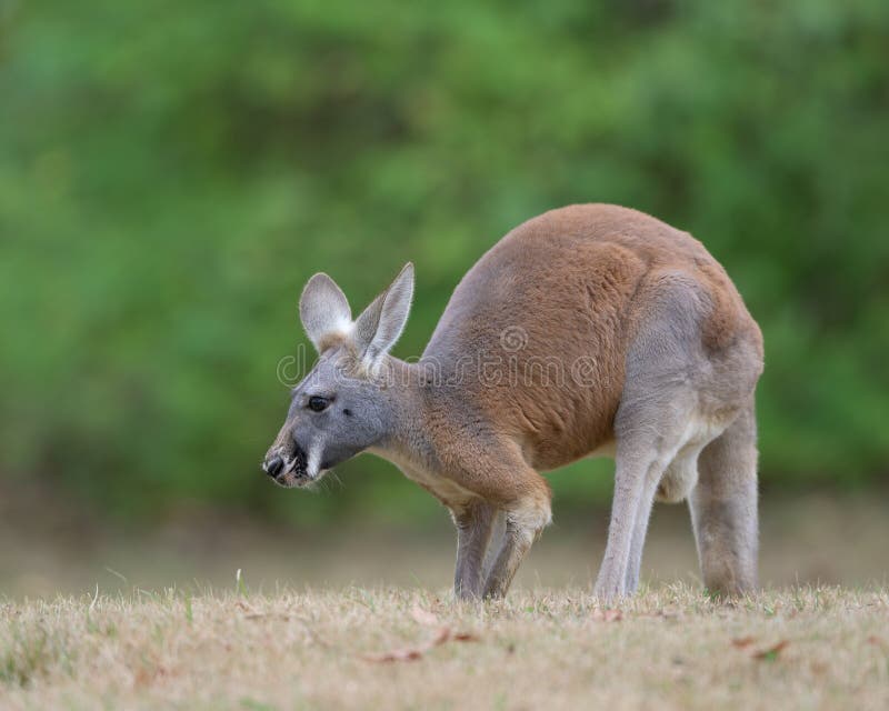 Young Kangaroo Grazing in Grass Stock Photo - Image of australia, cute ...