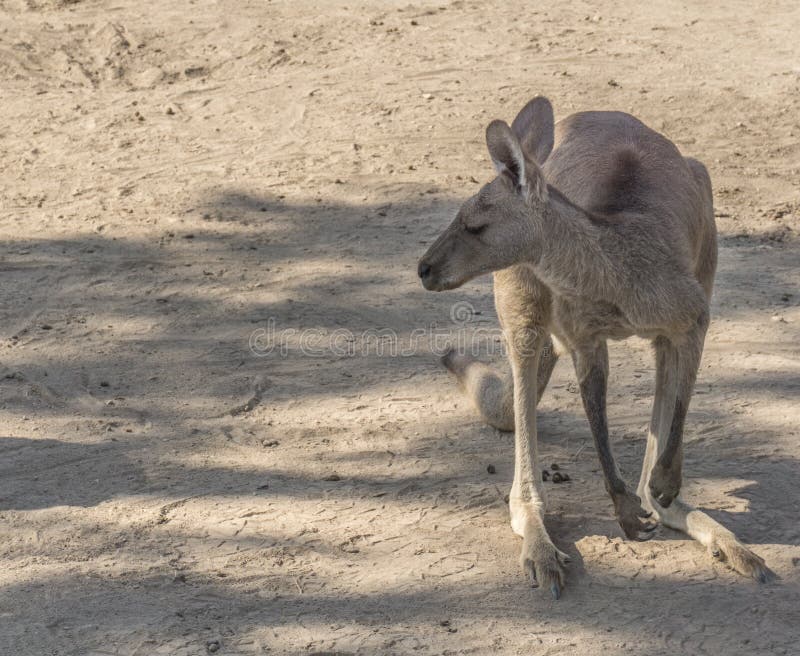 Young Kangaroo Looking Close-up Stock Photo - Image of kangaroo ...