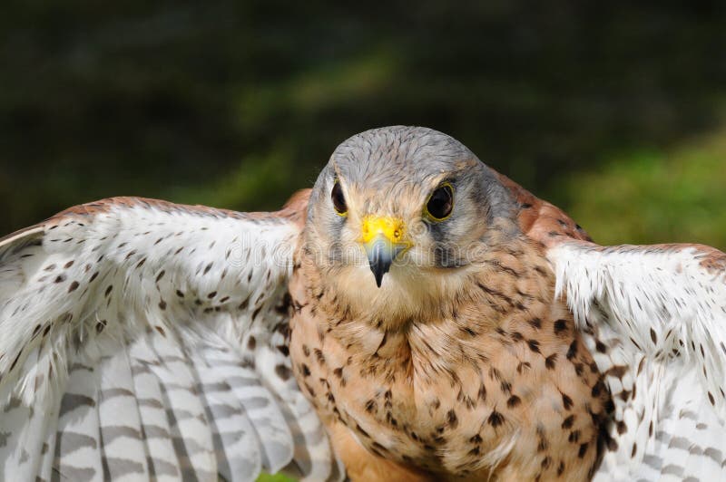 Young Kestrel close-up stock photo. Image of falconry - 184839914