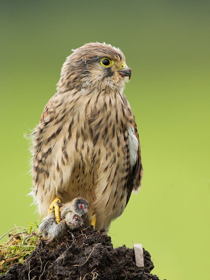 Young Kestrel Eating a Prey Stock Photo - Image of large, falco: 25704902