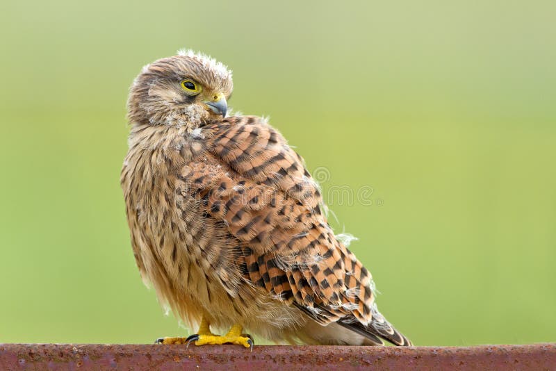Young Kestrel with Nest Feathers Stock Photo - Image of perch, aves ...