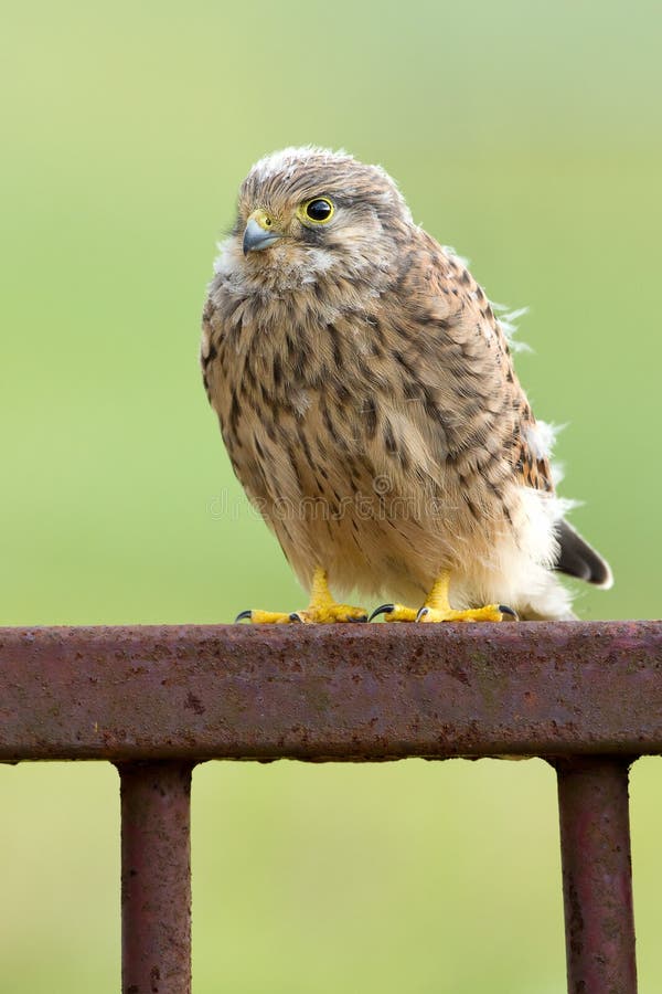 Young Kestrel with Nest Feathers Stock Image - Image of branch, looking ...