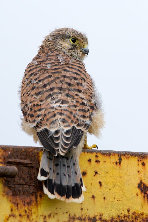 Young Kestrel with Nest Feathers Stock Photo - Image of perch, aves ...