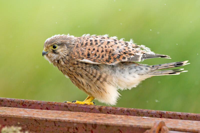 Young Kestrel with Nest Feathers Stock Photo - Image of perch, aves ...