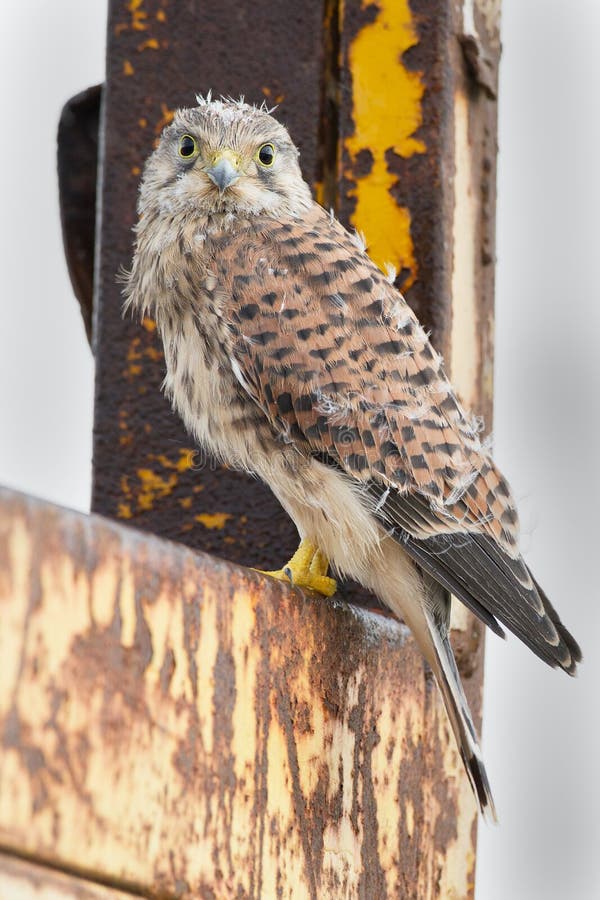 Young Kestrel with Nest Feathers Stock Photo - Image of hunter, hawk ...