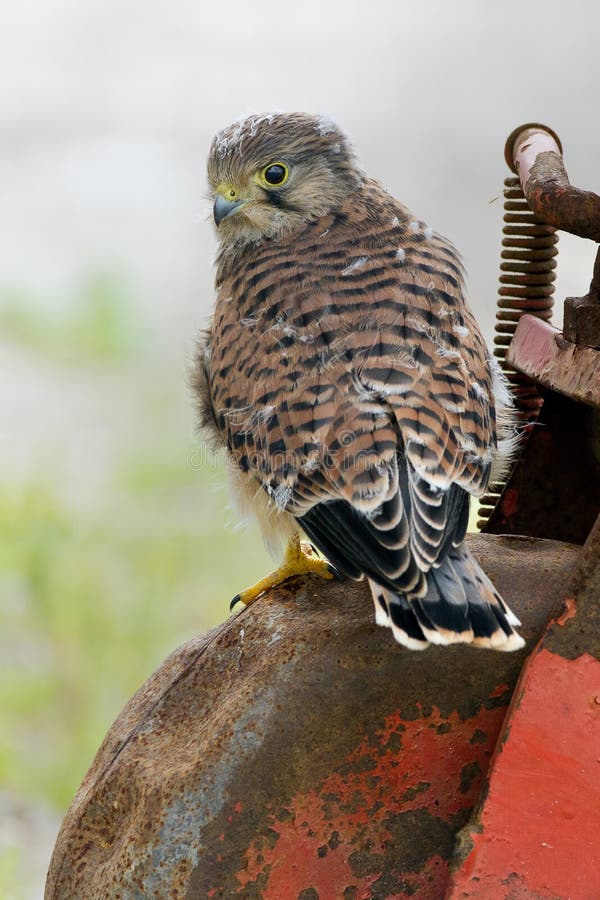Young Kestrel with Nest Feathers Stock Photo - Image of perch, aves ...