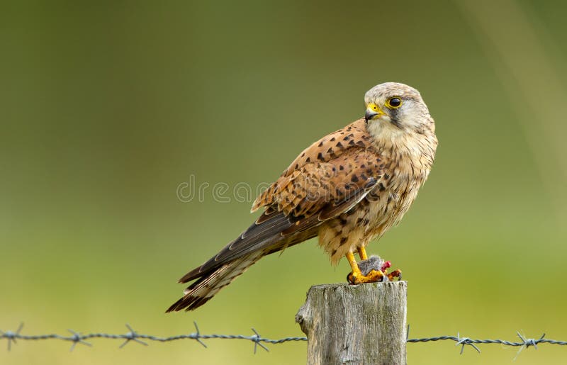 Young Kestrel with a prey. stock photo. Image of close - 25975884