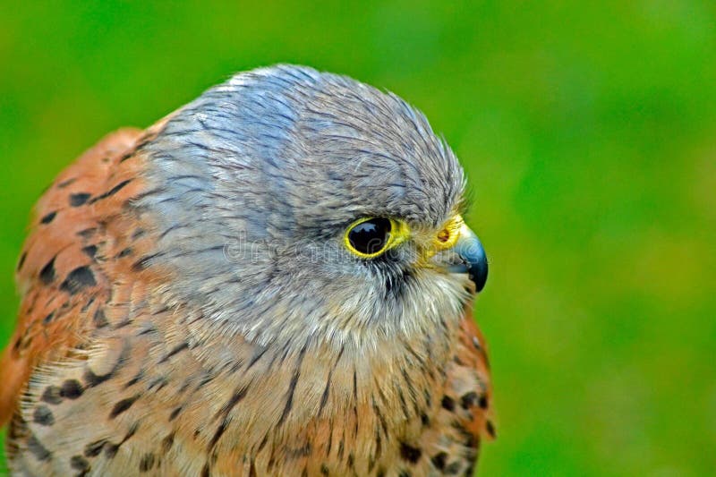 A young kestrel at rest stock image. Image of mature - 61632757