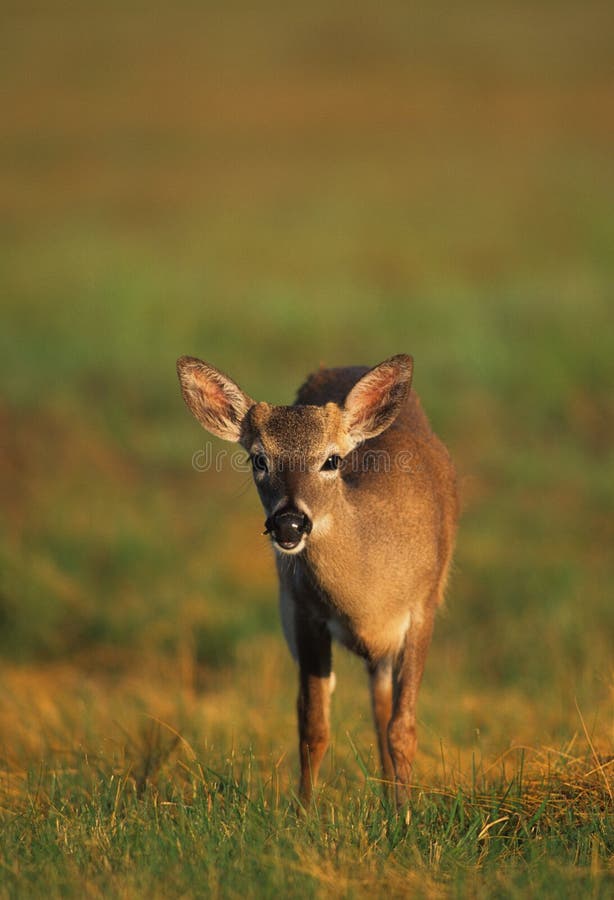 Young Key Deer stock photo. Image of young, island, animal - 10899424