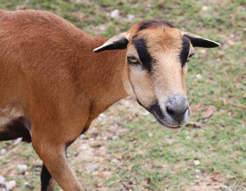 Young kid with brown hair stock image. Image of caprinae - 77899083
