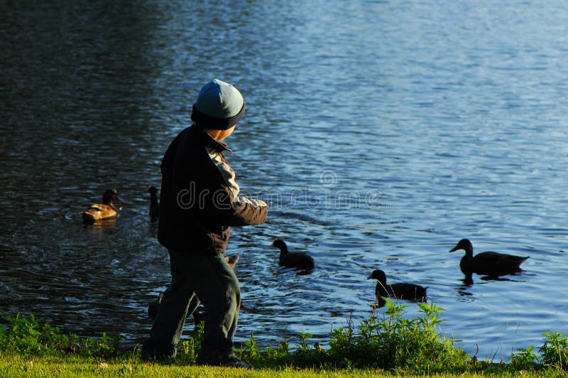 Boy feeding ducks stock image. Image of farm, girls, farms - 6787253 Boy feeding ducks stock image. Image of farm, girls, farms - 6787253