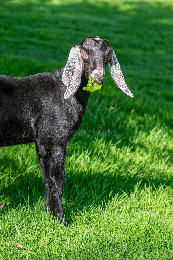 Young Kid Goat Eating Leaves from a Low Lying Tree Stock Image - Image ...