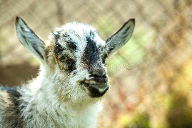 Young Kid Goat on Farm Yard in Sunny Summer Day Stock Photo - Image of ...