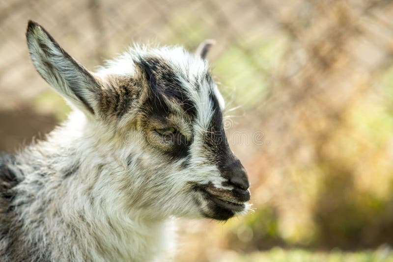 Young Kid Goat on Farm Yard in Sunny Summer Day Stock Image - Image of ...